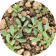 BASF | Advanced Weed Control