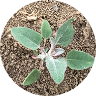 BASF | Advanced Weed Control