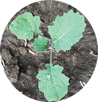 BASF | Advanced Weed Control