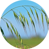 BASF | Advanced Weed Control