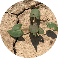 BASF | Advanced Weed Control