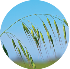 BASF | Advanced Weed Control