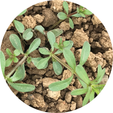 BASF | Advanced Weed Control