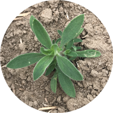 BASF | Advanced Weed Control