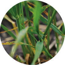 BASF | Advanced Weed Control