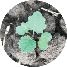 BASF | Advanced Weed Control