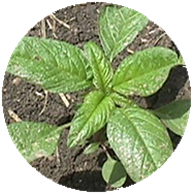 BASF | Advanced Weed Control