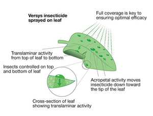 Home | Insecticide Solutions-BASF