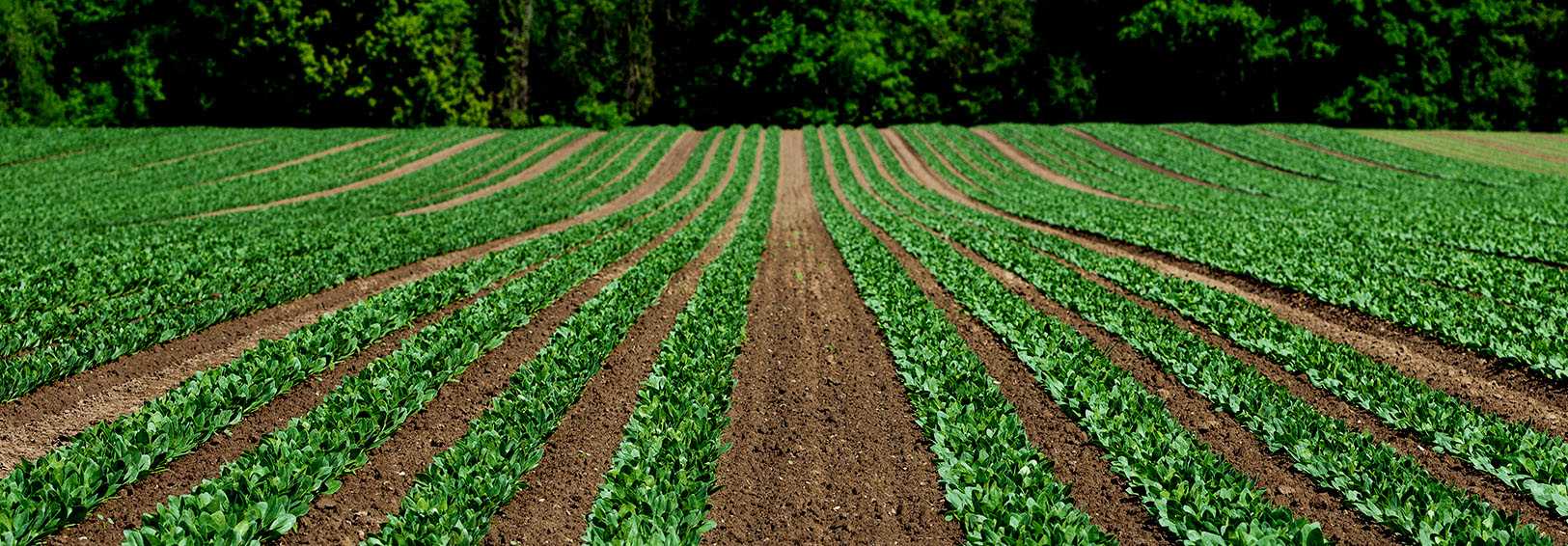 Home | Insecticide Solutions-BASF